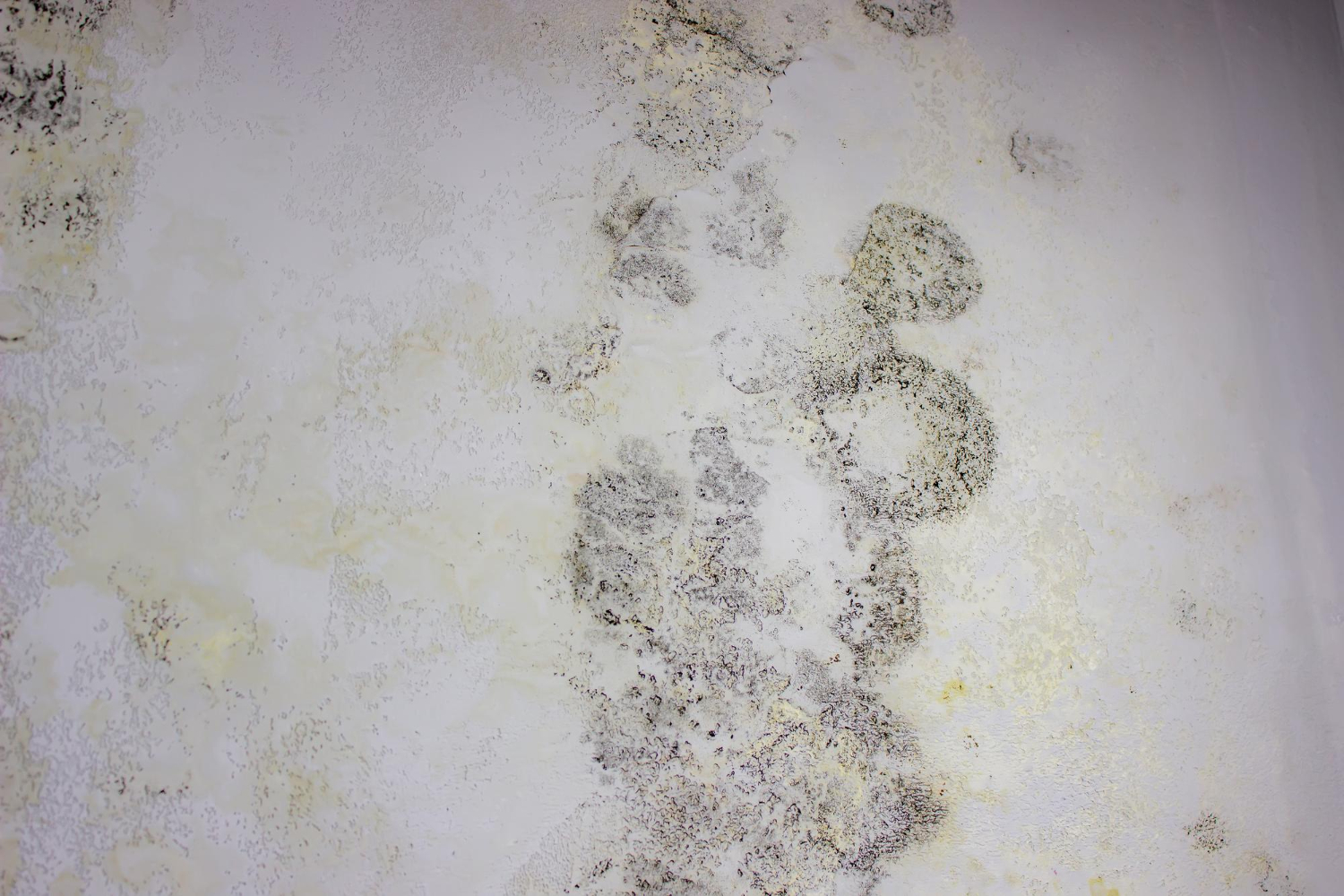 The Dangers Of Mold Exposure And How To Stay Safe